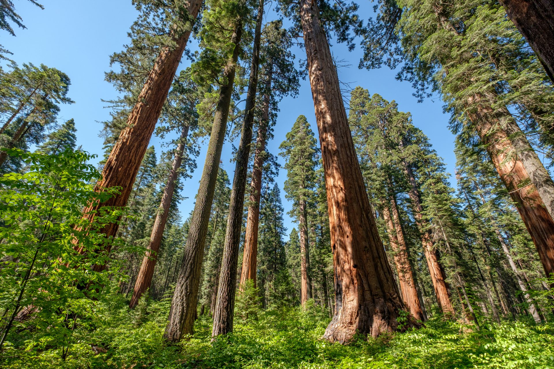 Explore Calaveras Big Trees State Park | Courtwood Inn